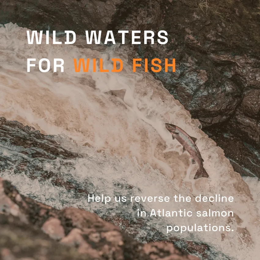 WildFish – taking action to save Atlantic Salmon – Big Give